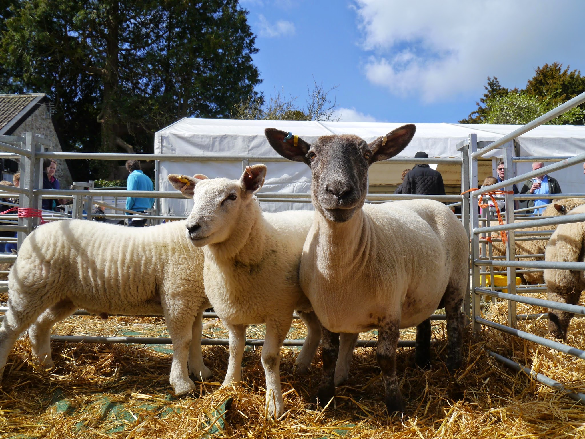 Photos | The Isle Of Wedmore